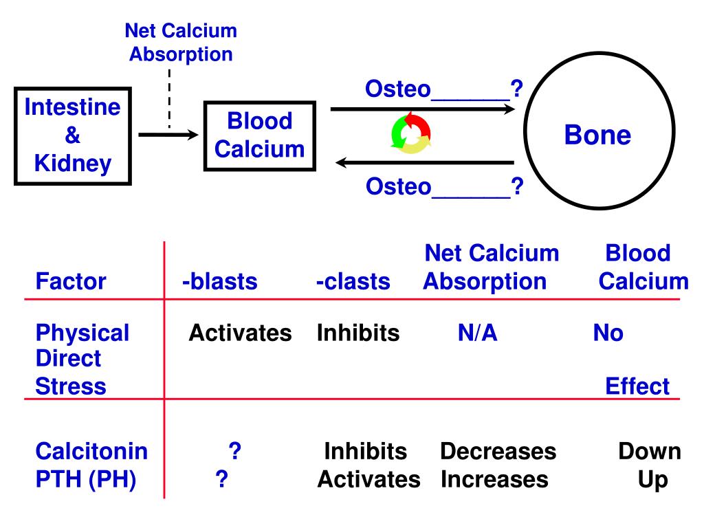 PPT - Biology 350: Biology & Space Exploration PowerPoint Presentation ...
