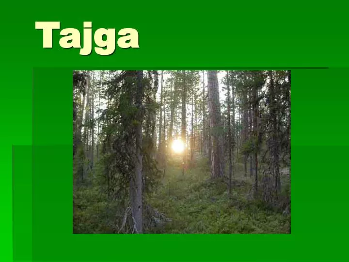 PPT - Tajga PowerPoint Presentation, free download - ID:4711896