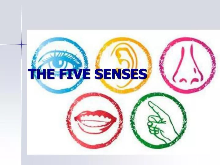 PPT - THE FIVE SENSES PowerPoint Presentation, free download - ID:4712309