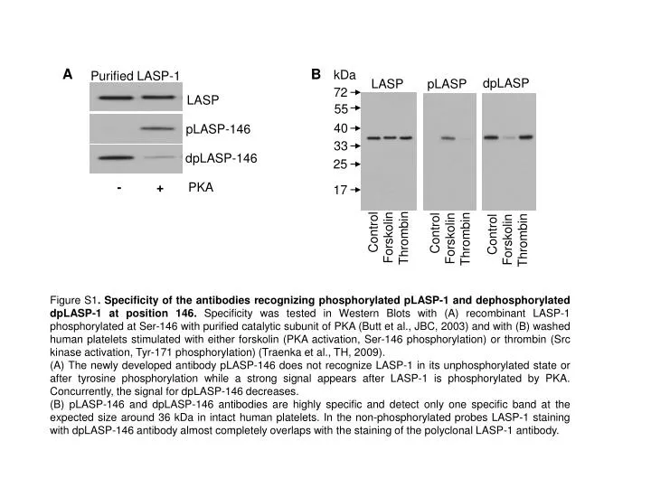 PPT - LASP PowerPoint Presentation, free download - ID:4712378