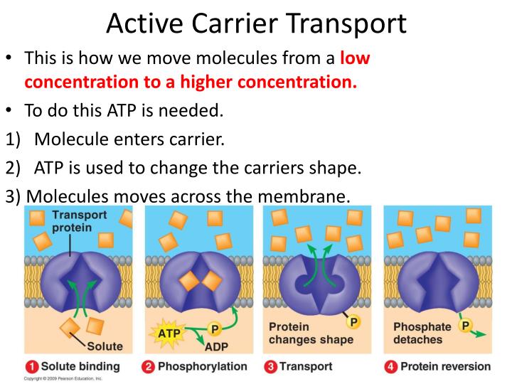 PPT - Fluid Mosaic Model - Illustrated PowerPoint Presentation - ID:4713668