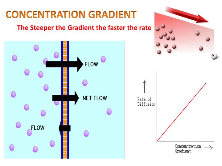 PPT - Fluid Mosaic Model - Illustrated PowerPoint Presentation - ID:4713668