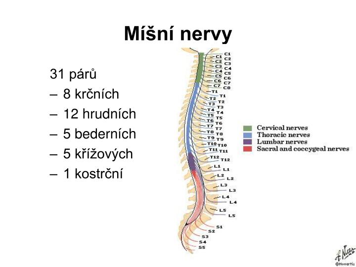 PPT - Periferní nervový systém PowerPoint Presentation - ID:4713847