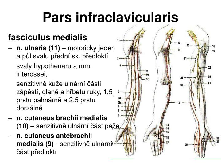PPT - Periferní nervový systém PowerPoint Presentation - ID:4713847
