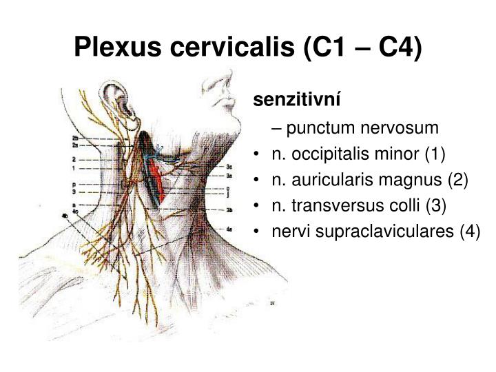 PPT - Periferní nervový systém PowerPoint Presentation - ID:4713847