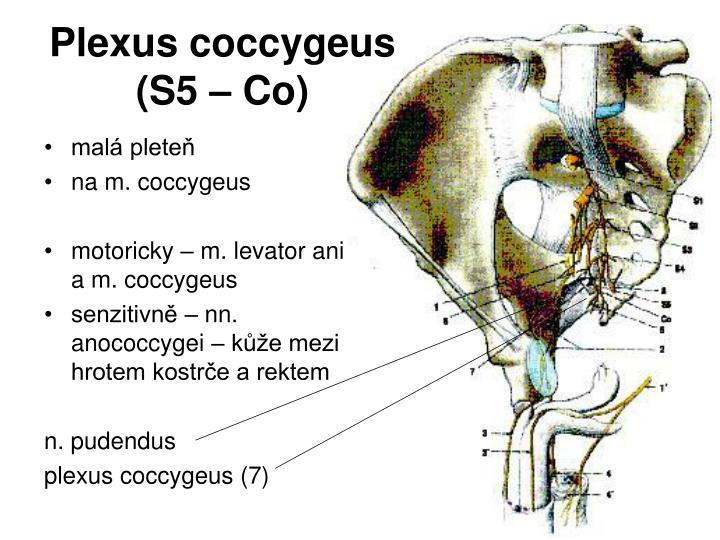 PPT - Periferní nervový systém PowerPoint Presentation - ID:4713847