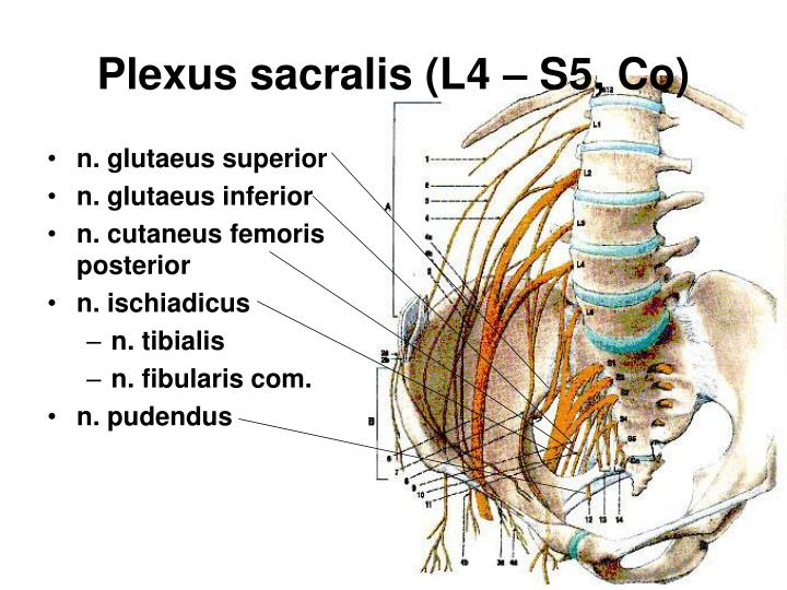 PPT - Periferní nervový systém PowerPoint Presentation - ID:4713847