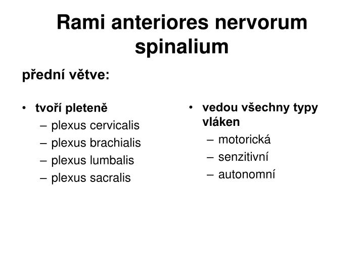 PPT - Periferní nervový systém PowerPoint Presentation - ID:4713847