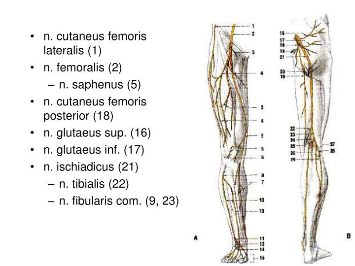 PPT - Periferní nervový systém PowerPoint Presentation - ID:4713847