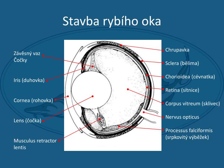 PPT - Smyslová ústrojí ryb PowerPoint Presentation - ID:4713853