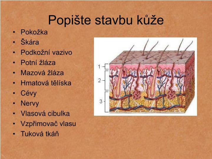 PPT - Kůže PowerPoint Presentation - ID:4714069