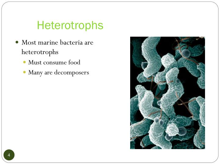 PPT - Bacteria & Marine Algae 2013 PowerPoint Presentation - ID:4717183