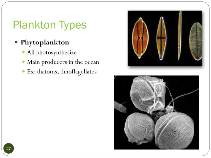 PPT - Bacteria & Marine Algae 2013 PowerPoint Presentation - ID:4717183