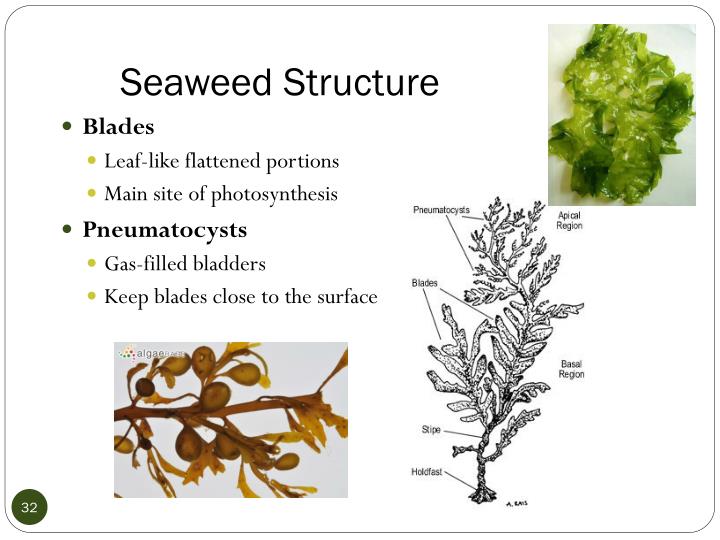 PPT - Bacteria & Marine Algae 2013 PowerPoint Presentation - ID:4717183