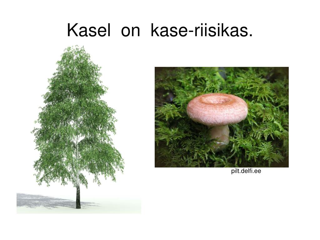 PPT - KARUJÕMMI SEENELKÄIK R. Valmseni järgi PowerPoint Presentation ...