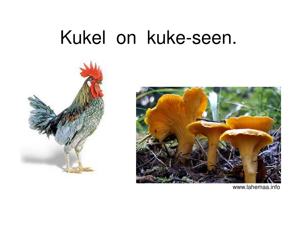 PPT - KARUJÕMMI SEENELKÄIK R. Valmseni järgi PowerPoint Presentation ...