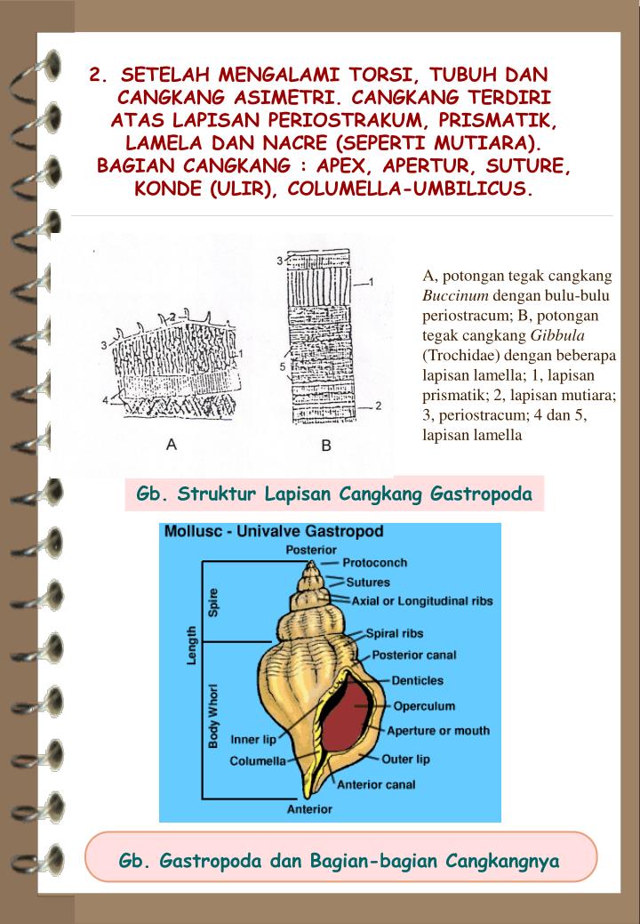 PPT - KELAS GASTROPODA PowerPoint Presentation - ID:4719539