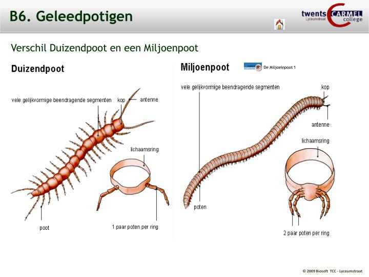 PPT - T4. Ordening PowerPoint Presentation - ID:4720927