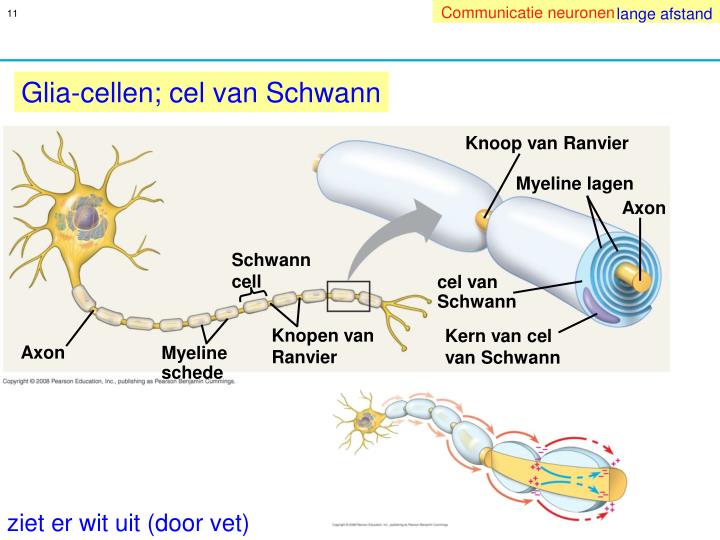 PPT - Zenuwstelsel / Hersenen PowerPoint Presentation - ID:4721347