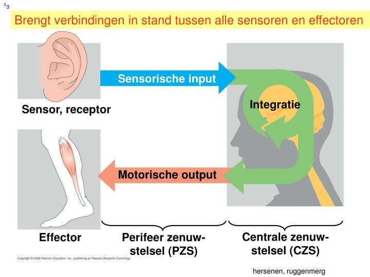 PPT - Zenuwstelsel / Hersenen PowerPoint Presentation - ID:4721347