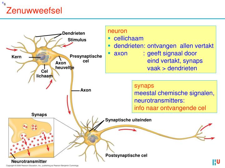 PPT - Zenuwstelsel / Hersenen PowerPoint Presentation - ID:4721347