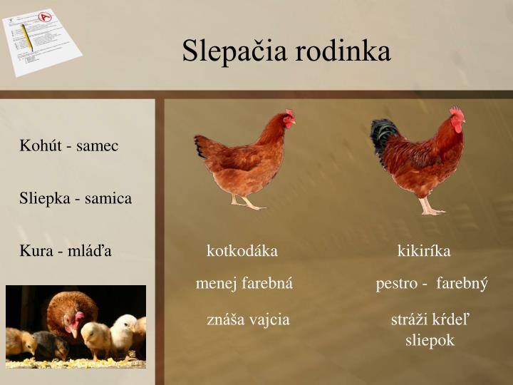 PPT - Sliepka domáca PowerPoint Presentation - ID:4721639