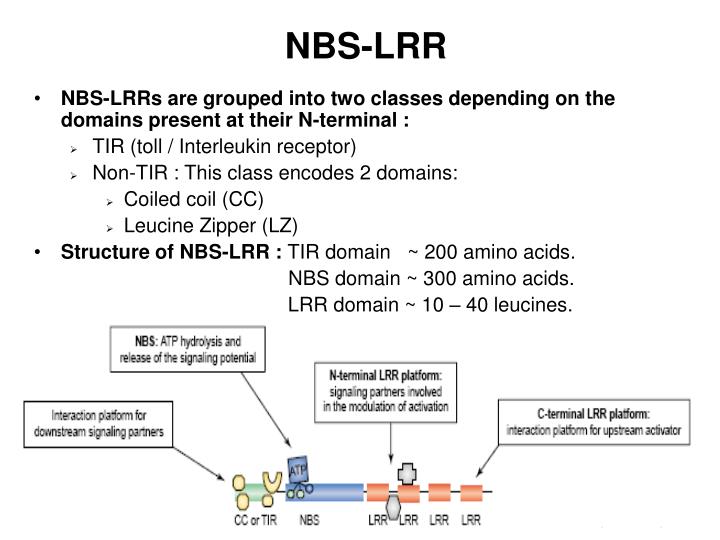 PPT - Analysis of NBS-LRR Clusters Of Genes In Medicago truncatula ...
