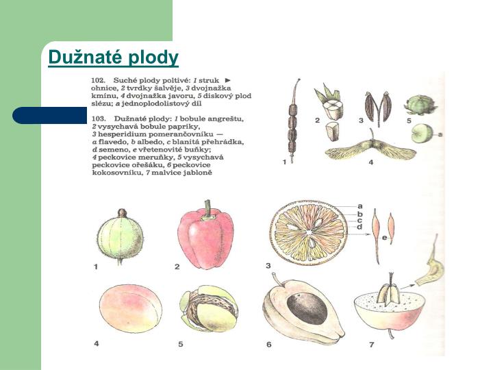 PPT - Rozmnožování rostlin PowerPoint Presentation - ID:4722978