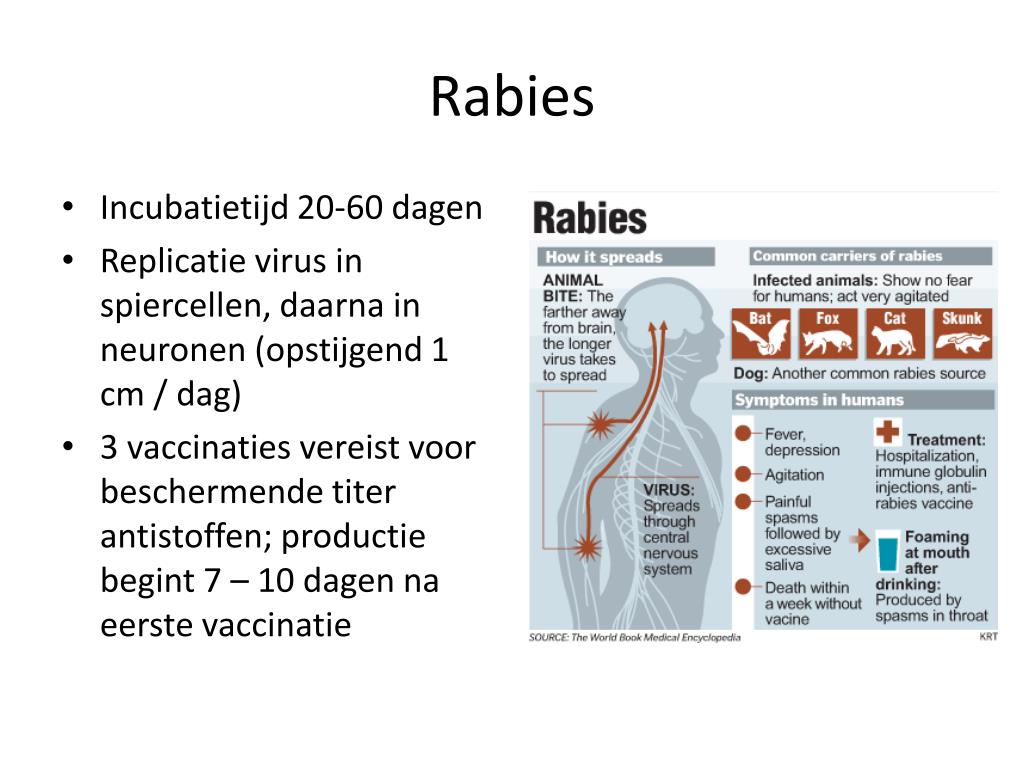PPT - Thee drinken is gevaarlijker dan Paragliden … PowerPoint ...