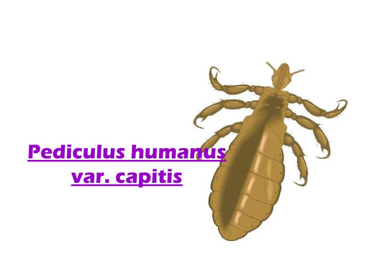 PPT - Pediculosis (Mga kuto sa ulo) PowerPoint Presentation - ID:4723477