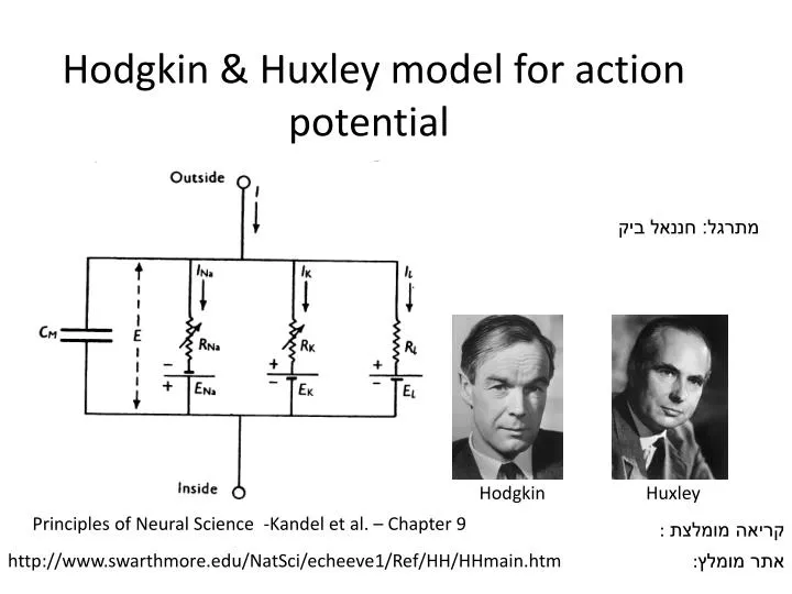PPT - Hodgkin & Huxley model for action potential PowerPoint ...