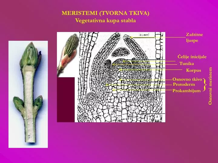 PPT - MERISTEMI (TVORNA TKIVA) Vegetativna kupa stabla PowerPoint ...