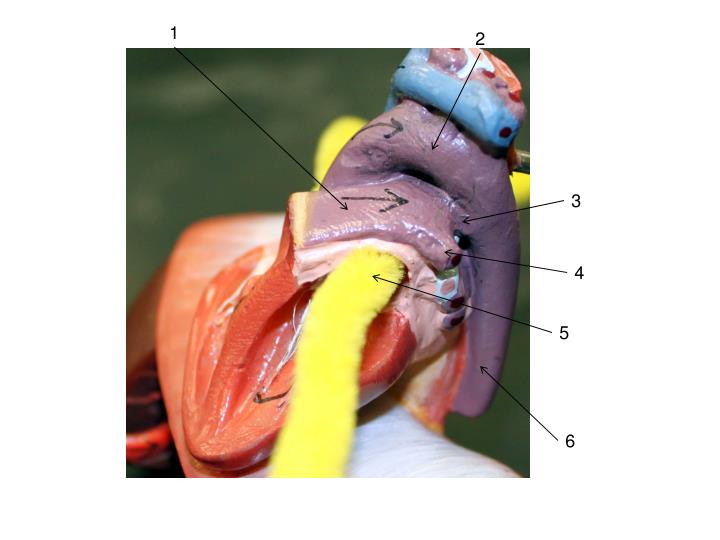PPT - Fibrous pericardium / Pericardial sac PowerPoint Presentation ...