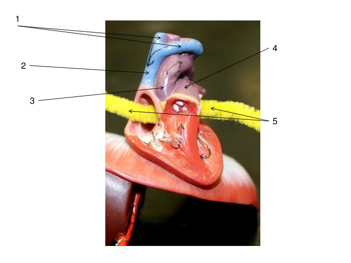 PPT - Fibrous pericardium / Pericardial sac PowerPoint Presentation ...
