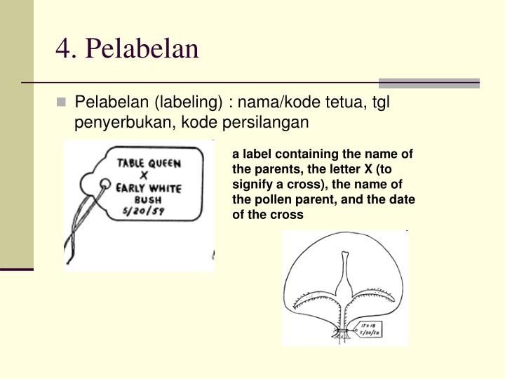 PPT - PEMULIAAN TANAMAN MENYERBUK SENDIRI PowerPoint Presentation - ID ...