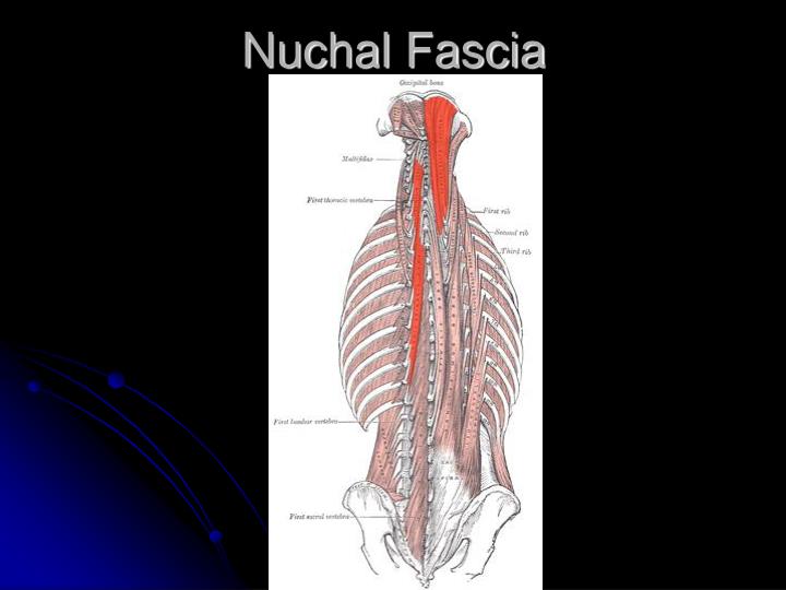 PPT - ANAESTHESIA ANATOMY PowerPoint Presentation - ID:4726344