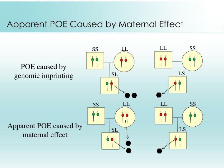 PPT - Maternal Effects as the Cause of Parent-of-Origin Effects That ...
