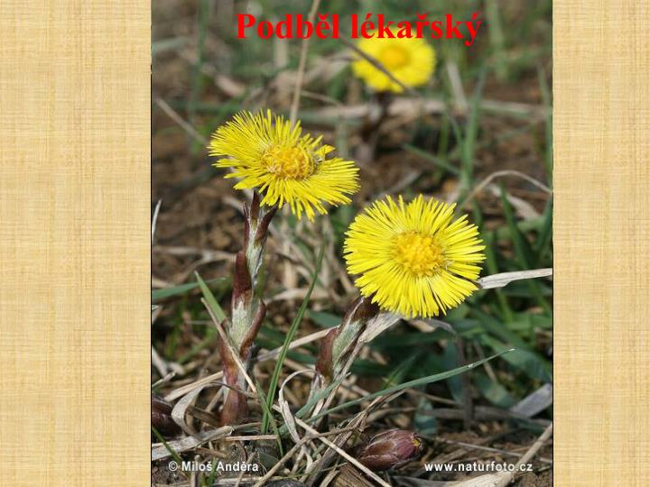 PPT - Jarní rostliny PowerPoint Presentation - ID:4728306