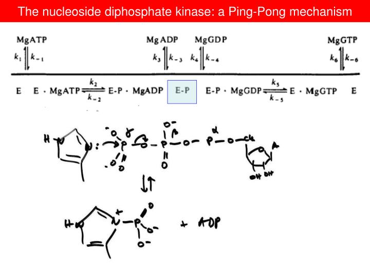 PPT - Bisubstrate Enzymes PowerPoint Presentation - ID:4728829