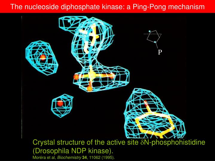 PPT - Bisubstrate Enzymes PowerPoint Presentation - ID:4728829