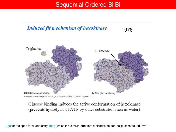 PPT - Bisubstrate Enzymes PowerPoint Presentation - ID:4728829