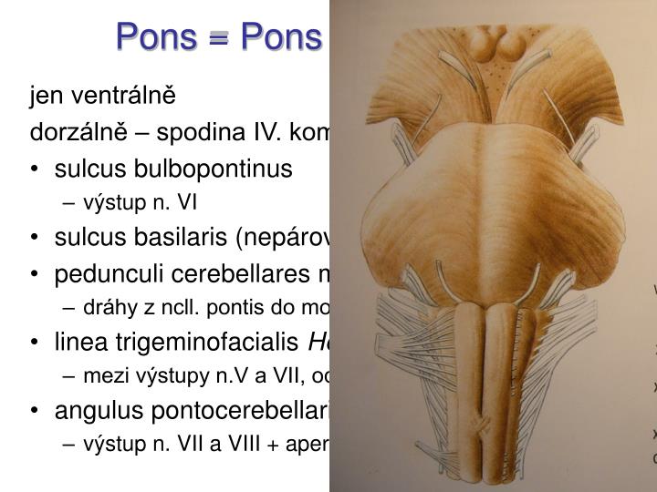 PPT - Mícha - opakování PowerPoint Presentation - ID:4729325