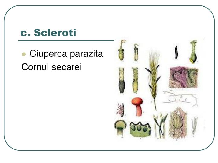 PPT - REPRODUCEREA PowerPoint Presentation - ID:4729879