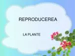 PPT - REPRODUCEREA PowerPoint Presentation - ID:4729879