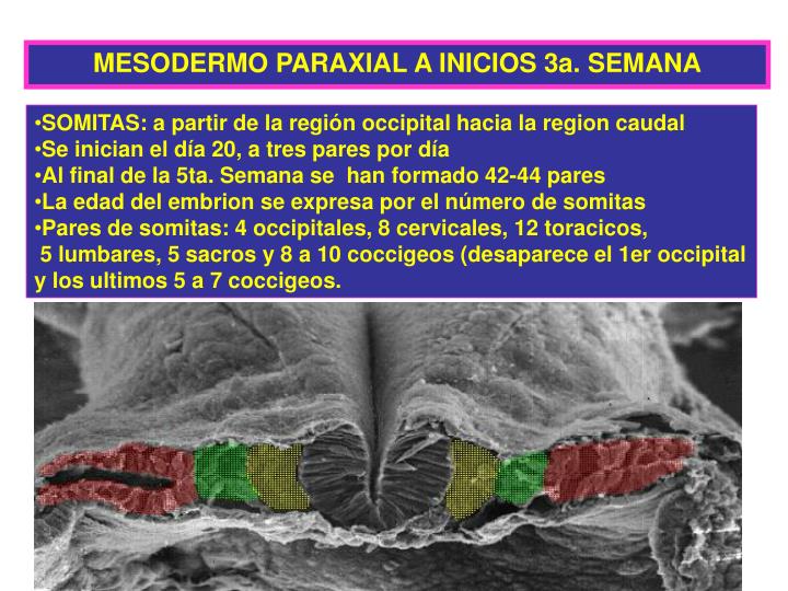 PPT - PERIODO EMBRIONARIO PowerPoint Presentation - ID:4730268