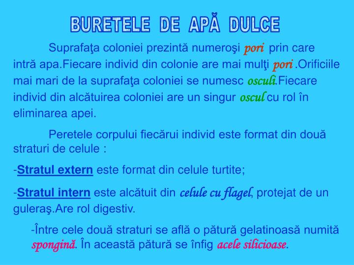 PPT - SPONGIERI PowerPoint Presentation - ID:4731916