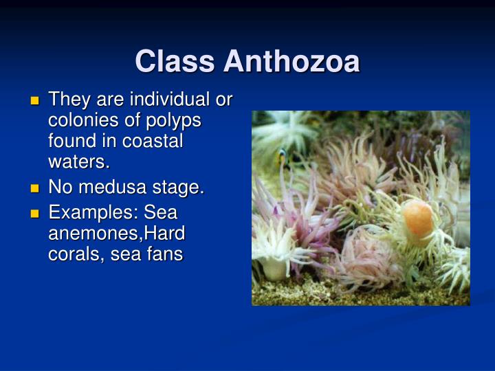 PPT - Phylum Cnidaria PowerPoint Presentation - ID:4733278