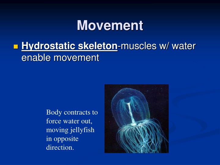 PPT - Phylum Cnidaria PowerPoint Presentation - ID:4733278