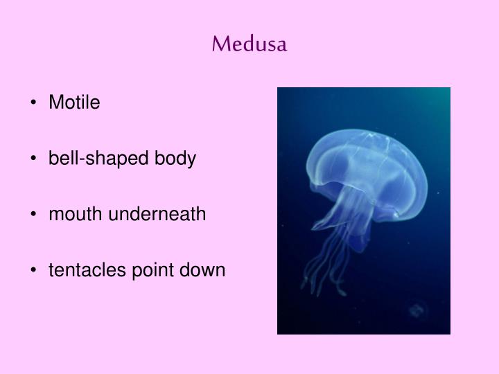 PPT - Phylum Cnidaria PowerPoint Presentation - ID:4733292