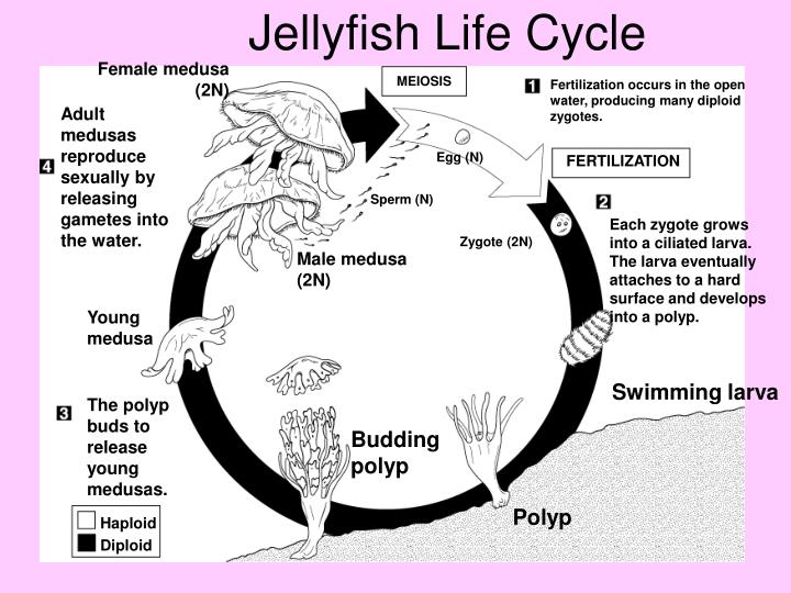 PPT - Phylum Cnidaria PowerPoint Presentation - ID:4733292